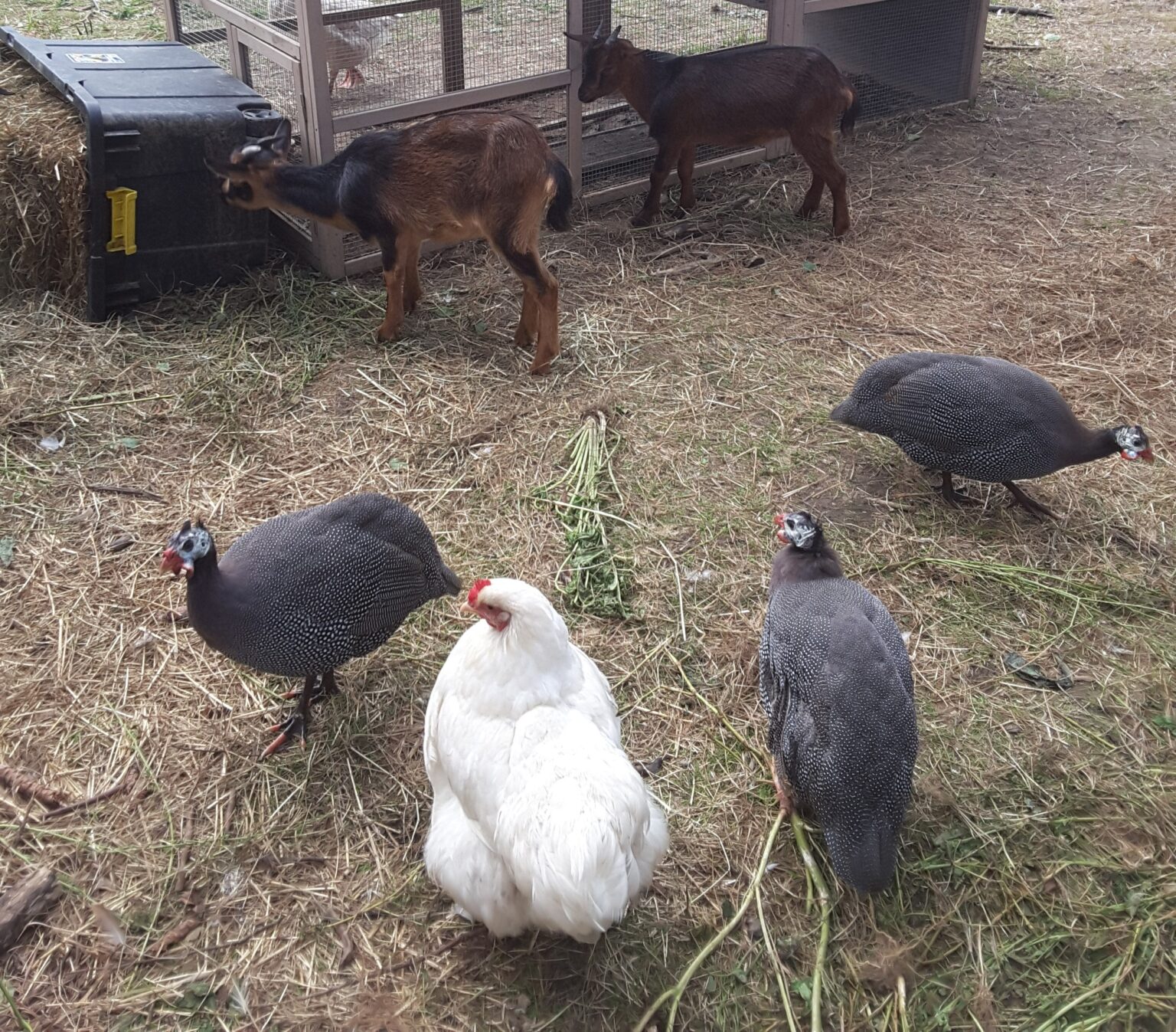 Raising Guinea Fowl for Meat - Backyard Poultry